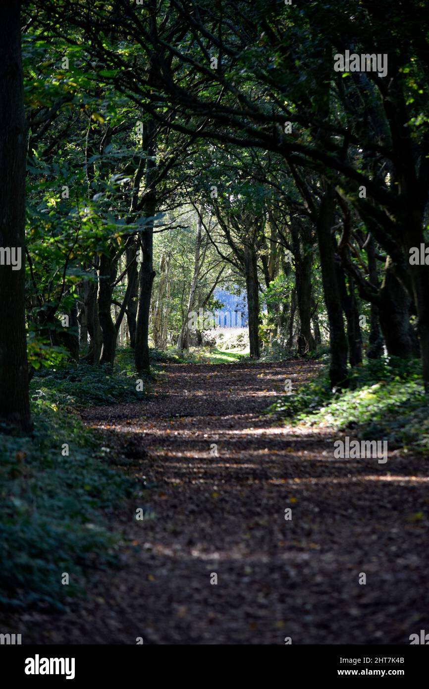 woodland path in autumn, suffolk, england Stock Photo - Alamy