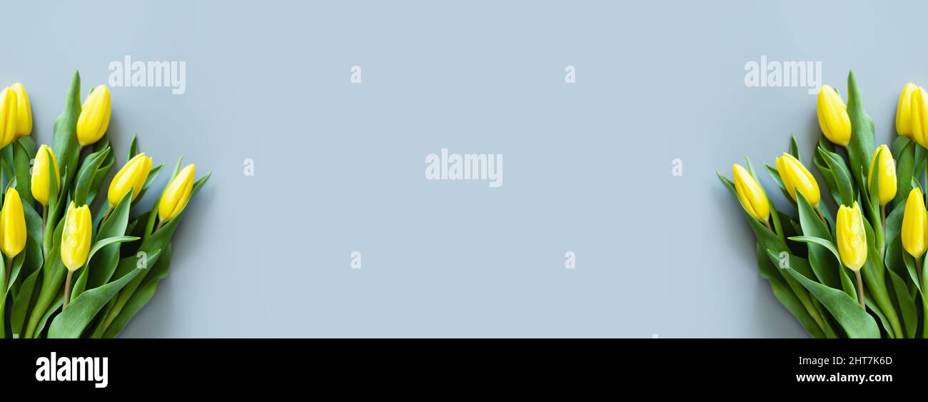 Horizontal web banner with yellow tulips on gray paper with copy space ...