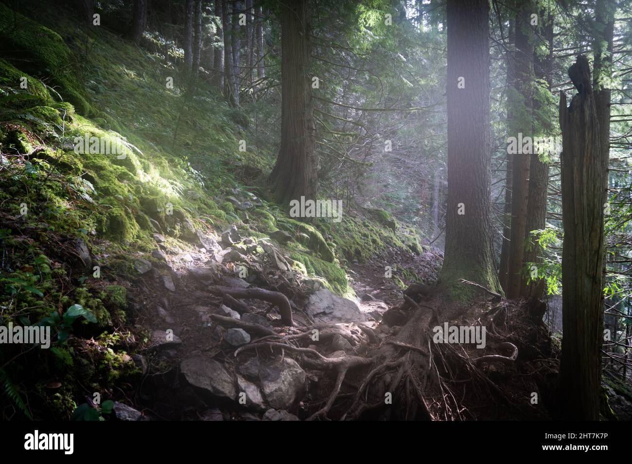 Light streams through the forest canopy along a rocky path Stock Photo ...