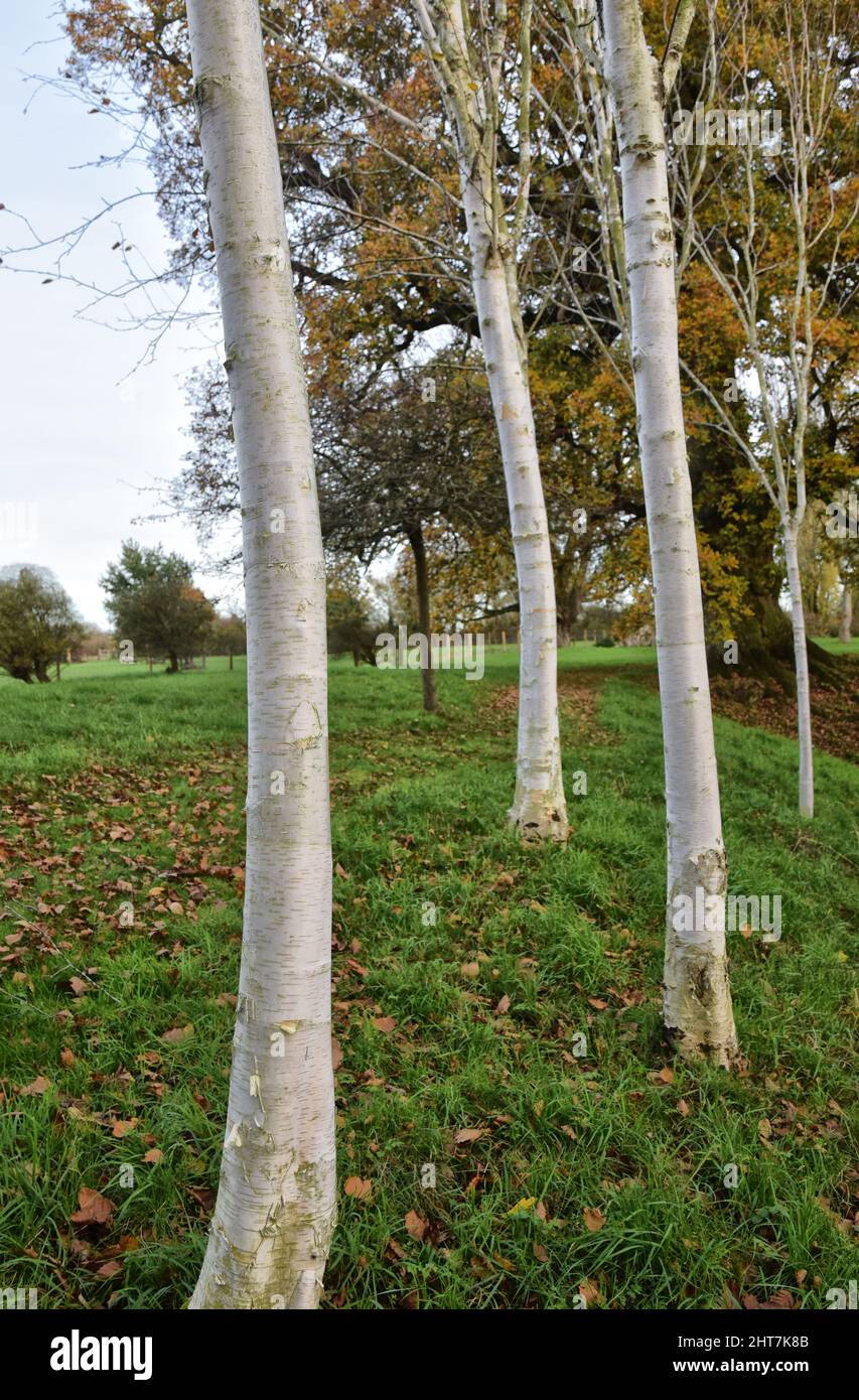 young silver birch trees, suffolk, england Stock Photo - Alamy