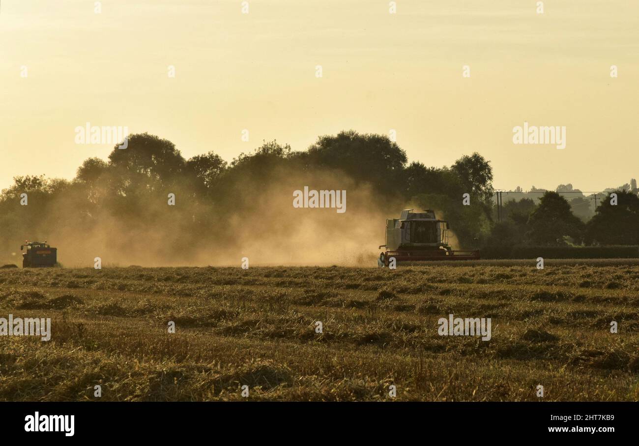 combine harvester in field, autumn, suffolk, england Stock Photo - Alamy