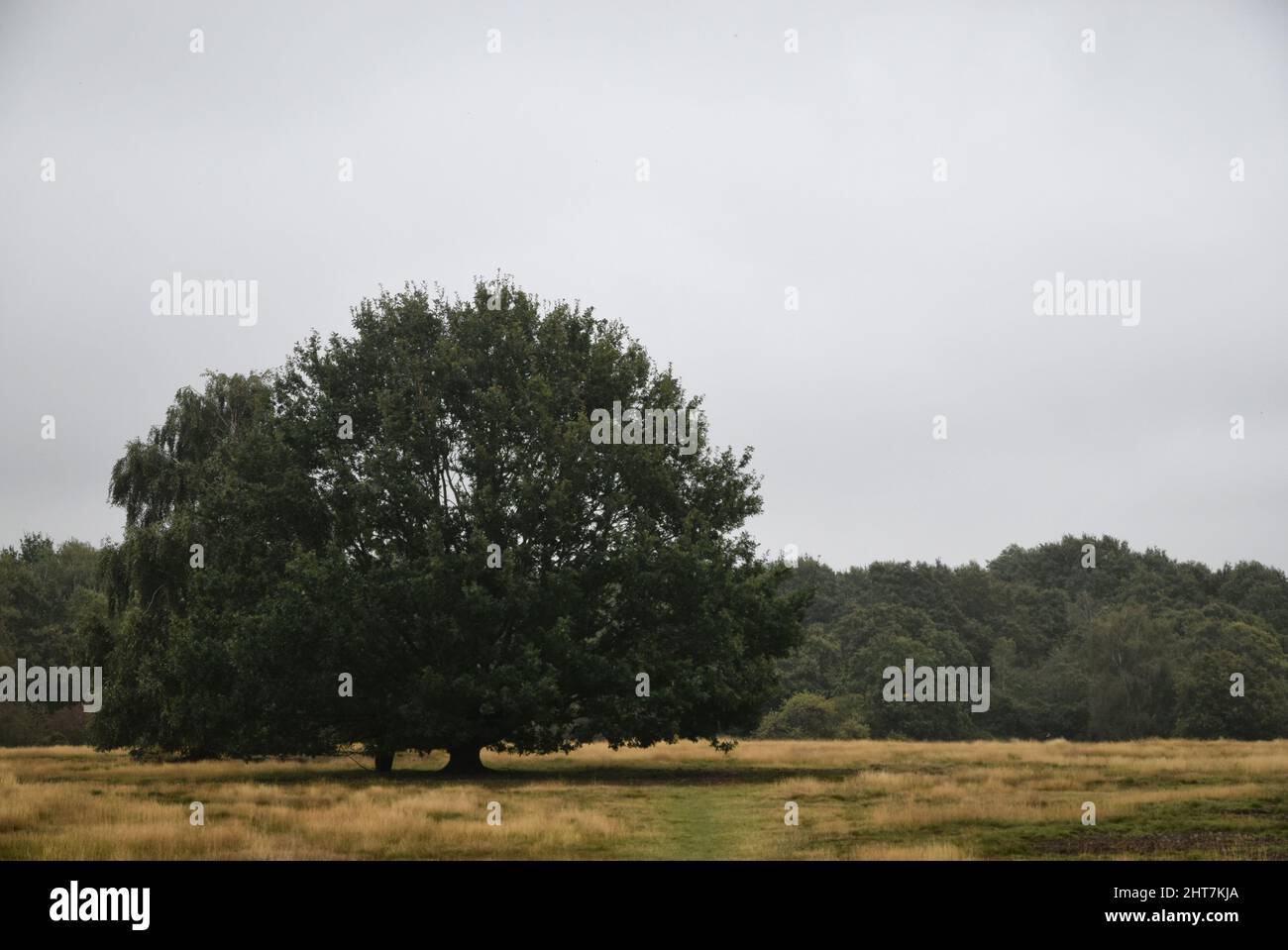 Tree ling hi-res stock photography and images - Alamy