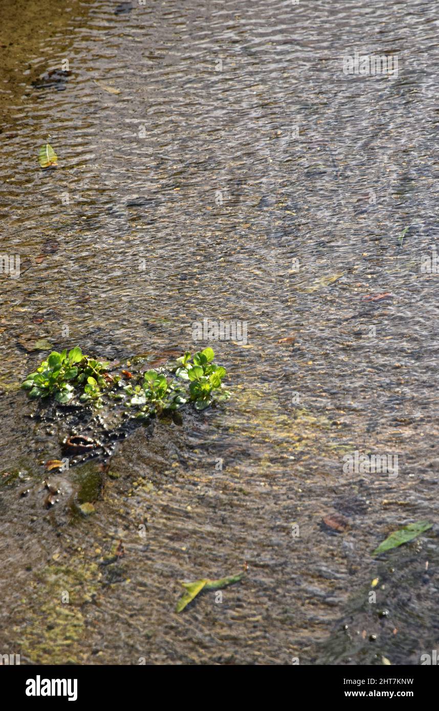 ripples in shallow stream Stock Photo - Alamy