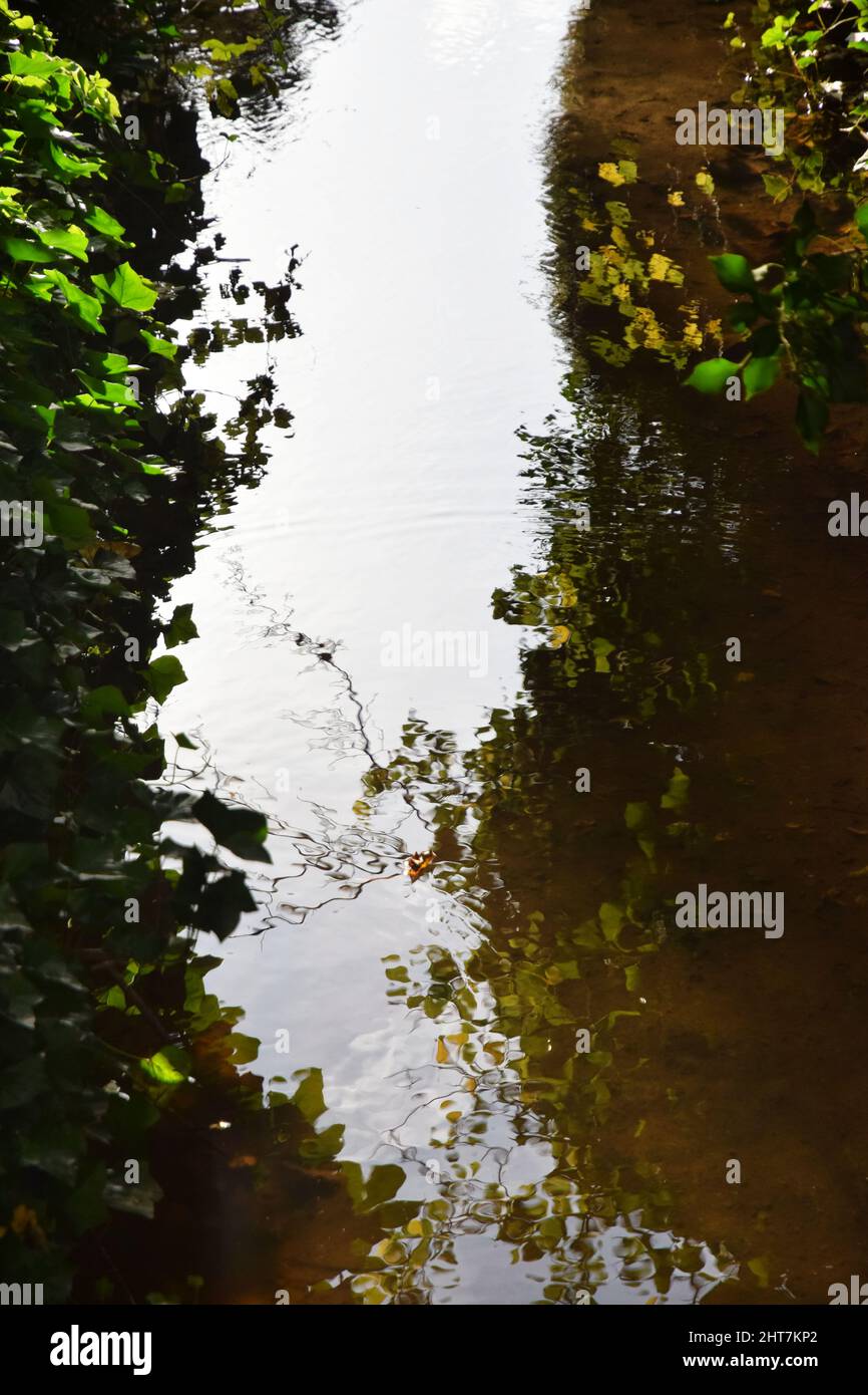 Stream with plants hi-res stock photography and images - Alamy