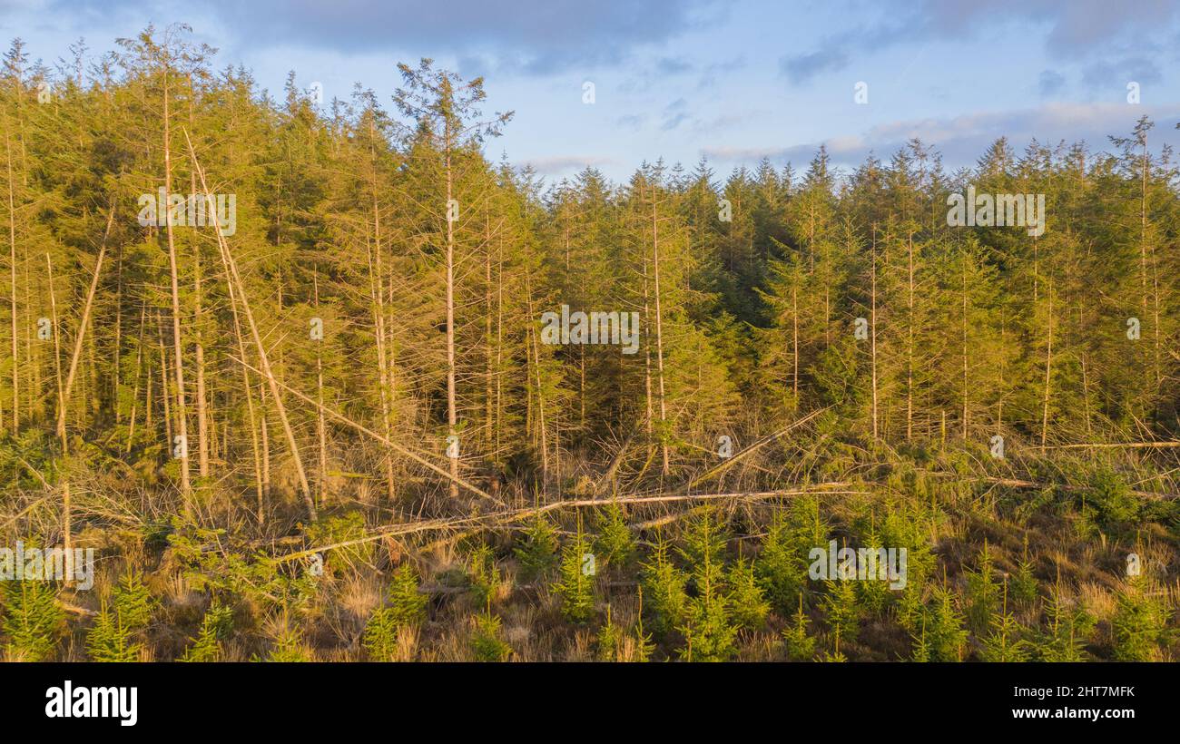 Aerial view of replanted conifer forestry and windblown trees Stock ...