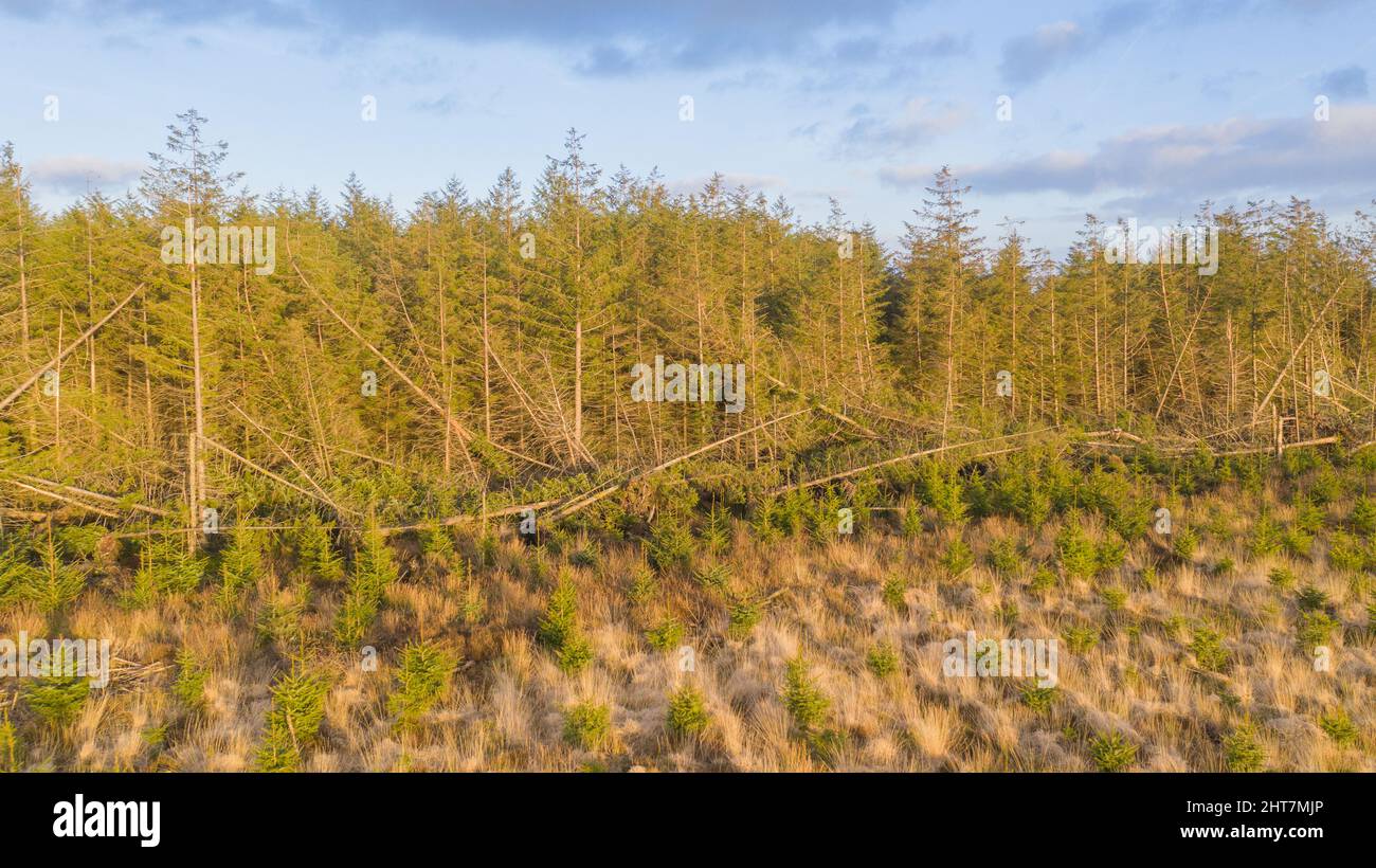 Aerial view of replanted conifer forestry and windblown trees Stock ...