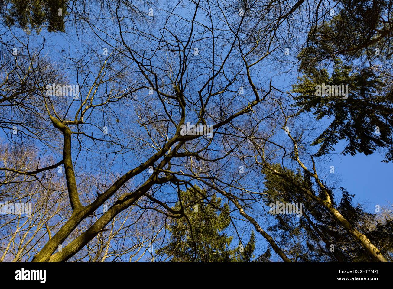 Trees in spring Stock Photo - Alamy