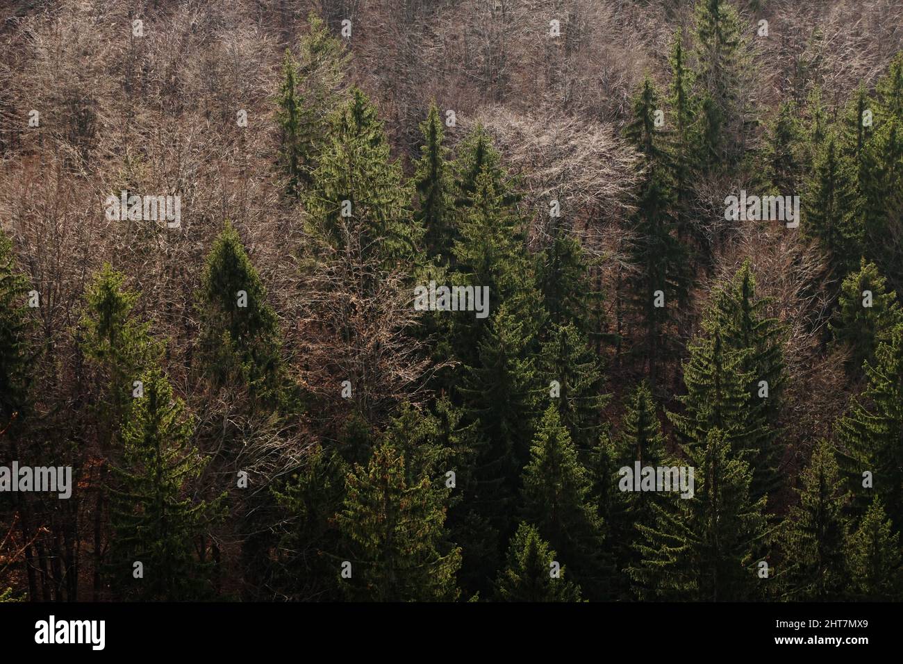 Aerial view of a dry brown and green forest Stock Photo - Alamy