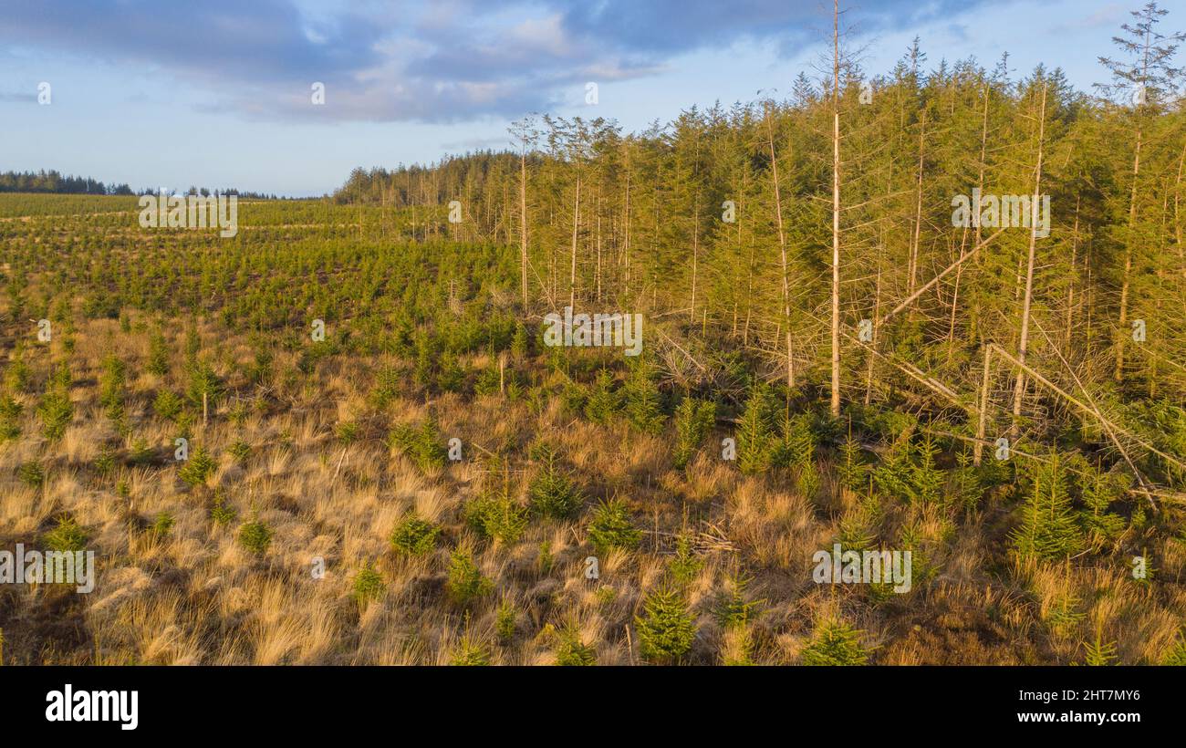Aerial view of replanted conifer forestry and windblown trees Stock ...