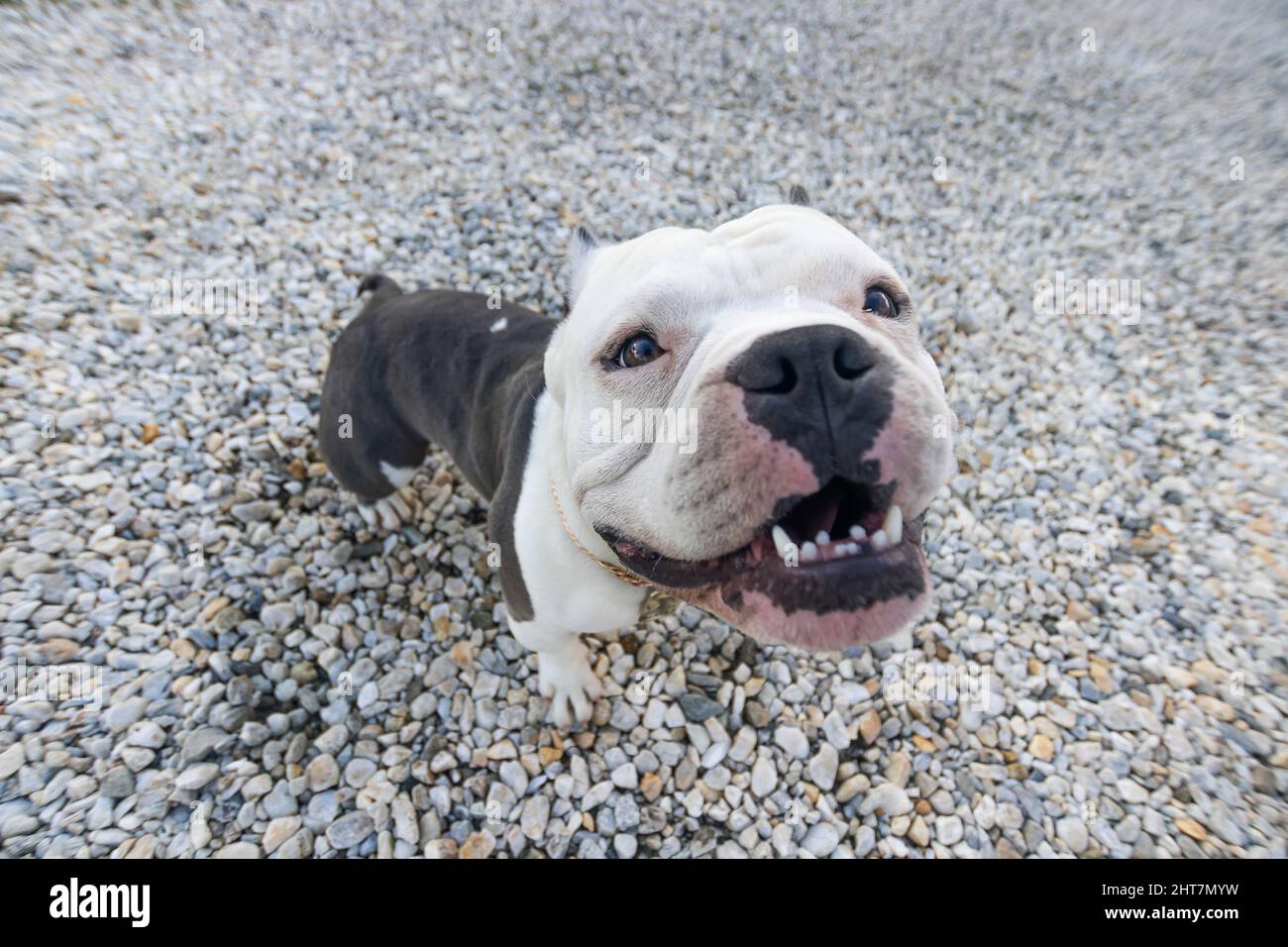 Closeup of a curious American Bully walking on the pebble beach Stock ...
