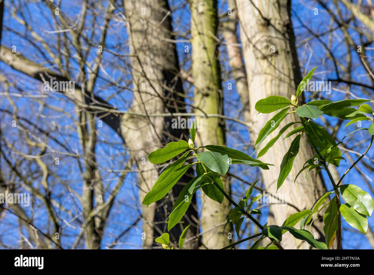 Plants in spring Stock Photo - Alamy