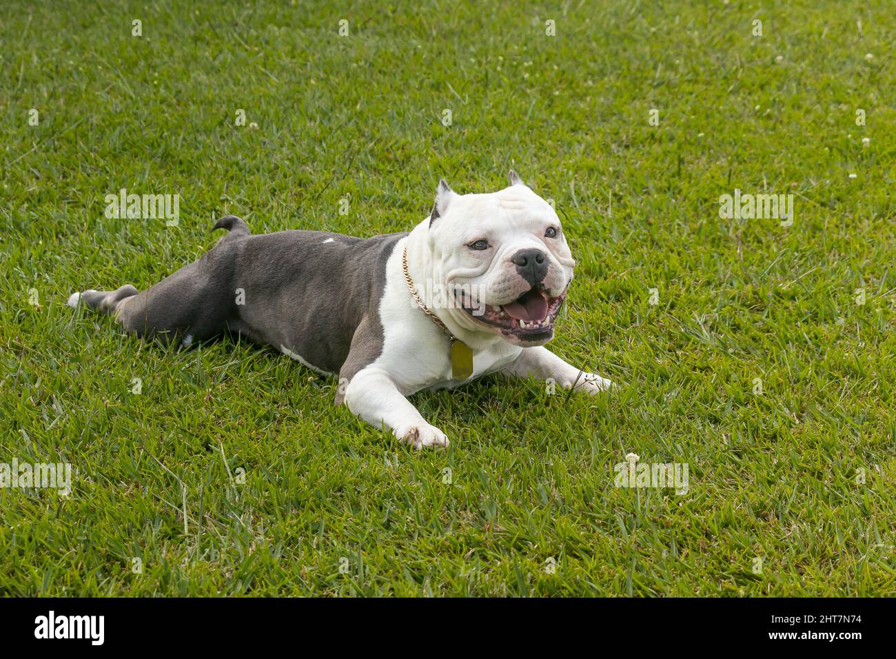 Playful American Bully laying on the grass Stock Photo - Alamy