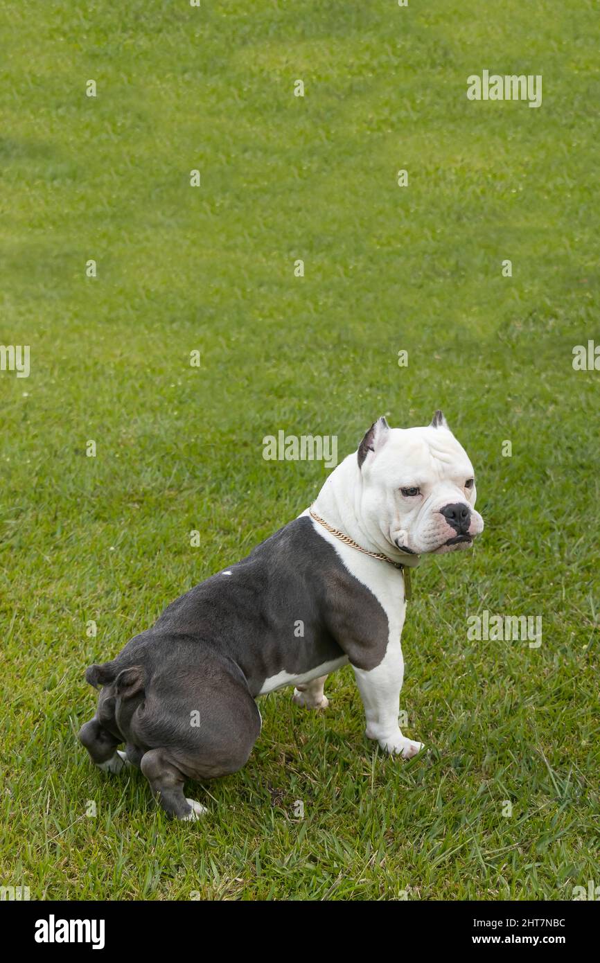 Vertical shot of an American bully posing on the grass Stock Photo - Alamy