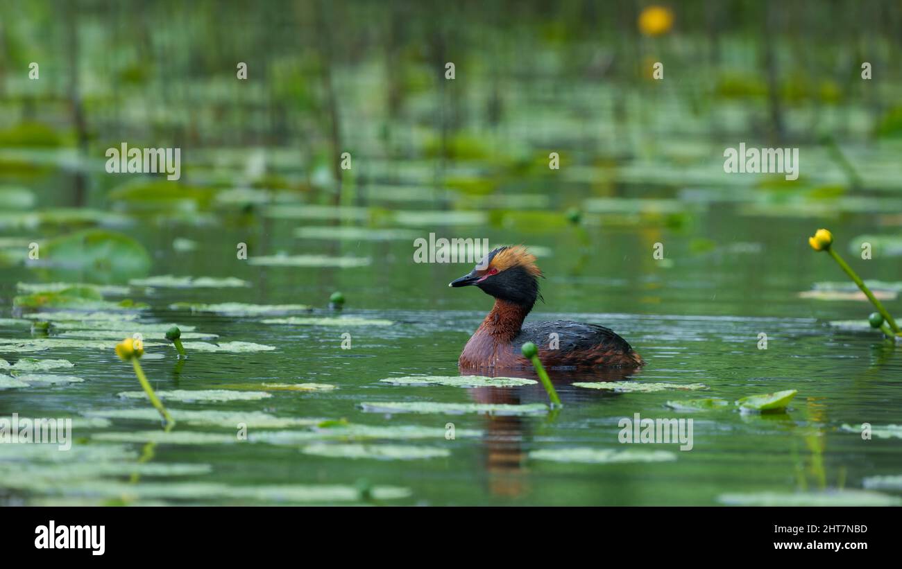 Horned Grebe bird swimming in a green lake Stock Photo - Alamy