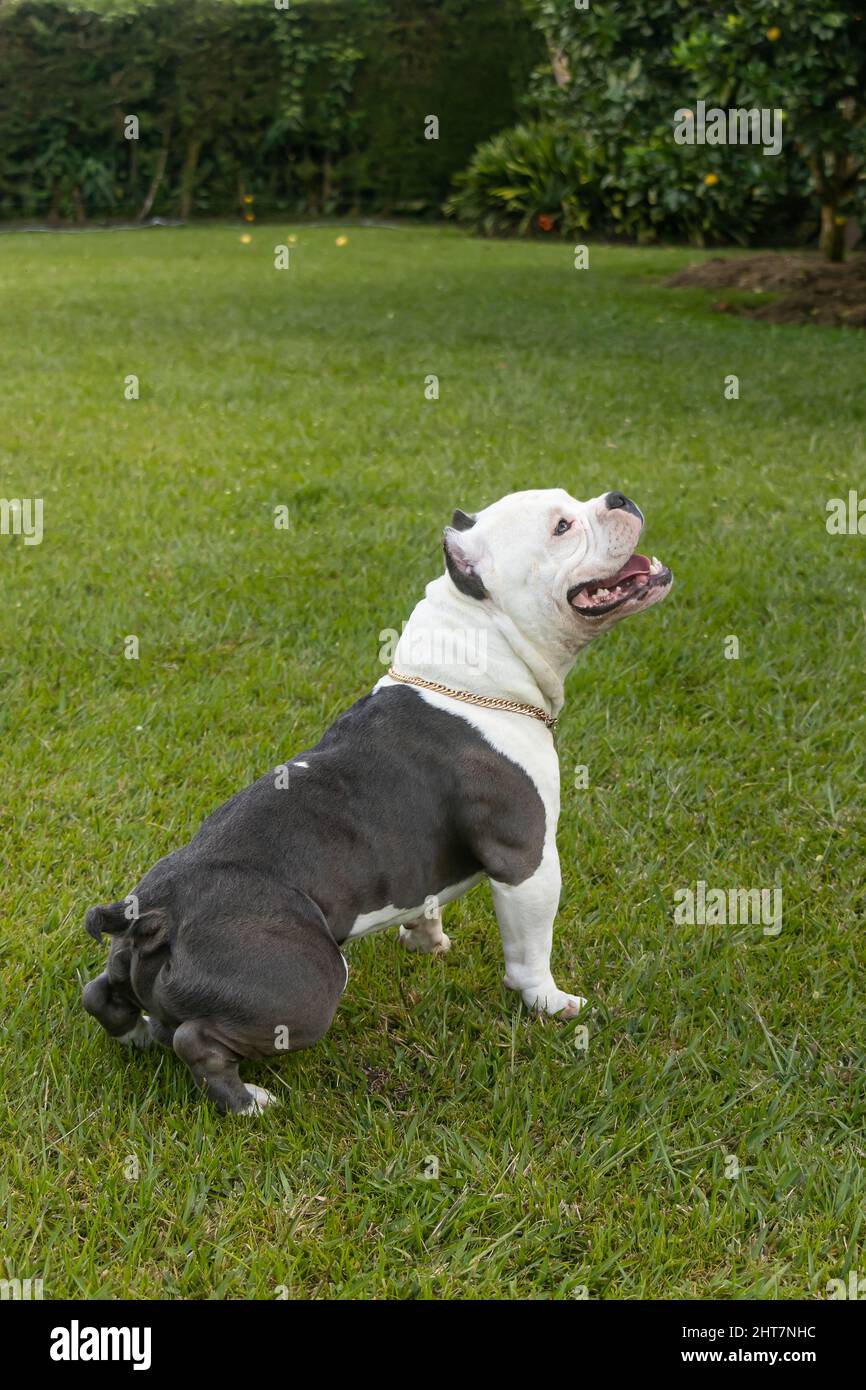 Side view of an obedient American Bully posing on the grass Stock Photo ...