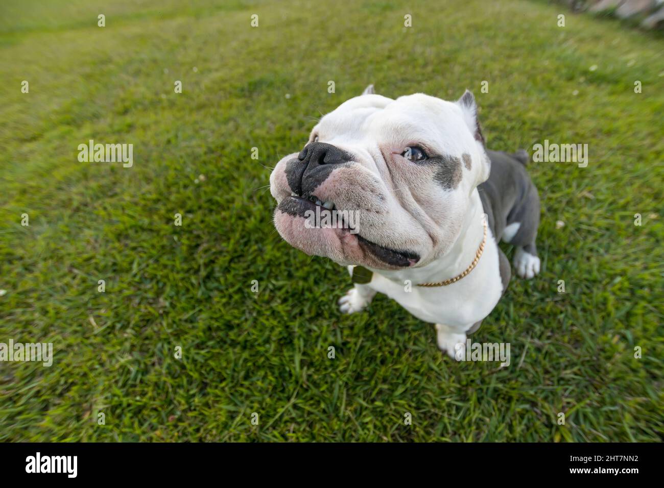 Face of an American Bully resting outdoors Stock Photo - Alamy