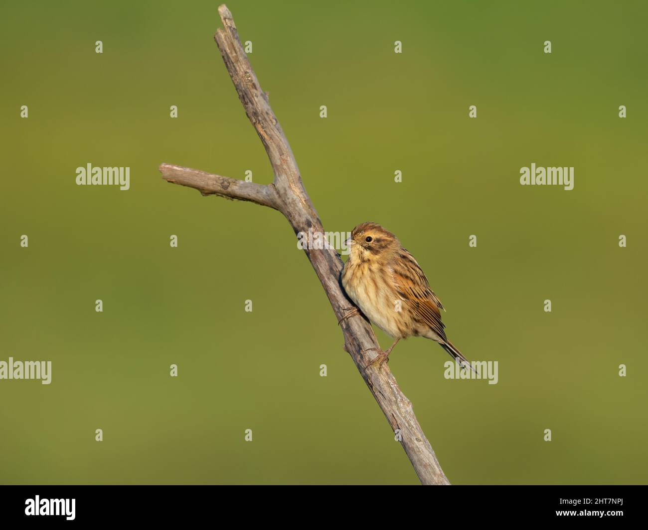 Common Reed Bunting bird perched on a branch Stock Photo - Alamy