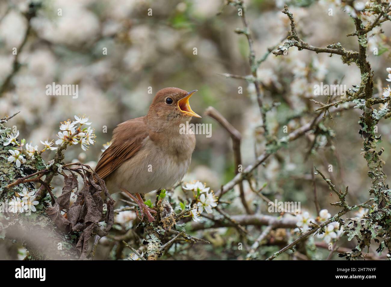 Squeaking hi-res stock photography and images - Alamy