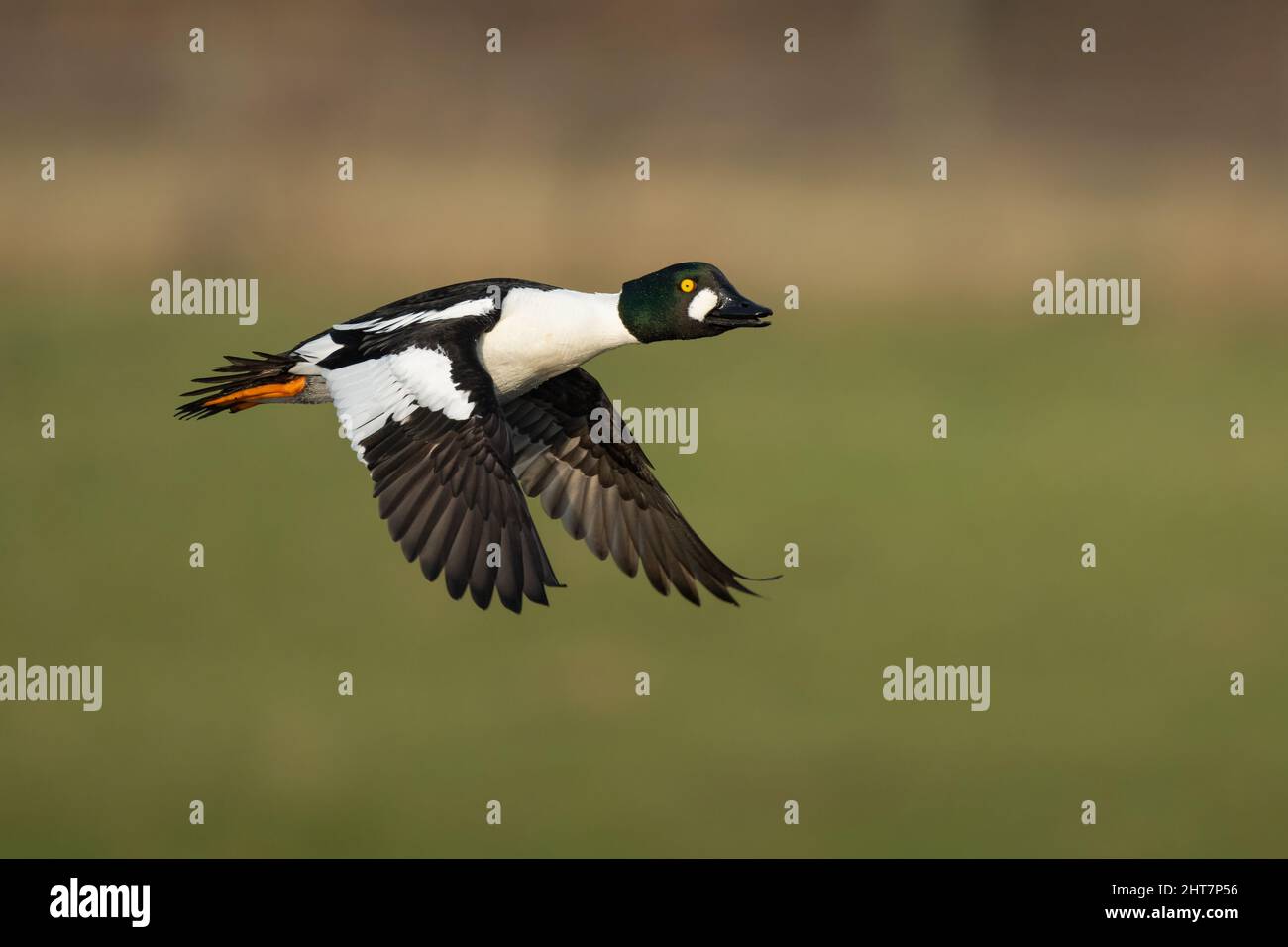 Goldeneye field hi-res stock photography and images - Alamy