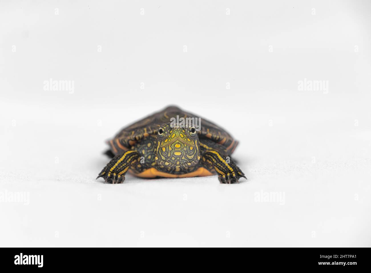 Front view of a pond slider isolated in the light background Stock ...