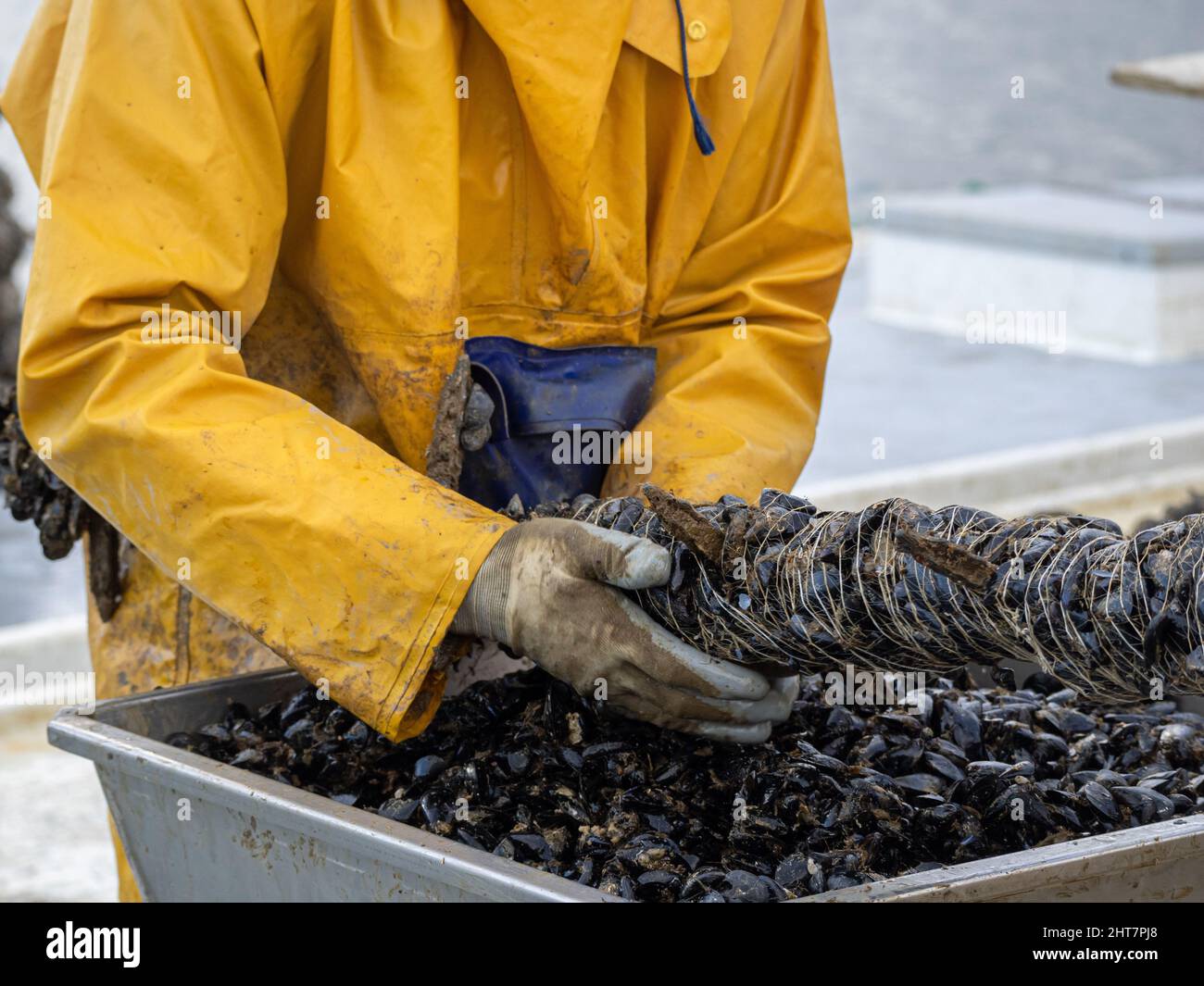 Fisherman embedding mussels in a rope for industrial seafood farming ...
