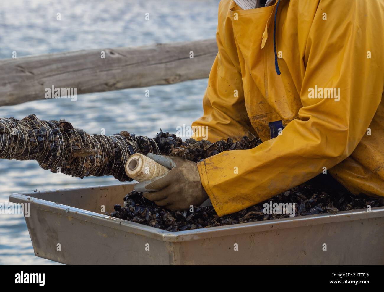 Fisherman embedding mussels in a rope for industrial seafood farming ...