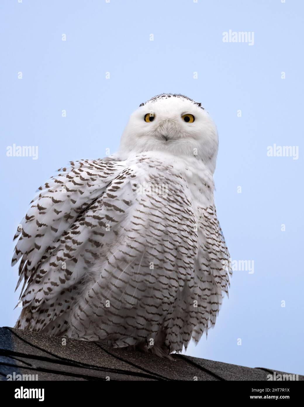A vertical close-up of a cute white owl sitting on a roof Stock Photo ...