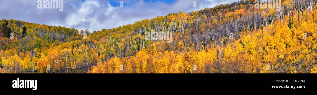 Daniels Summit autumn quaking aspen leaves by Strawberry Reservoir in ...