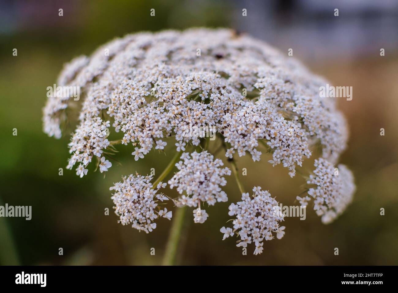 Closeup shot of blooming yarrow flower Stock Photo - Alamy