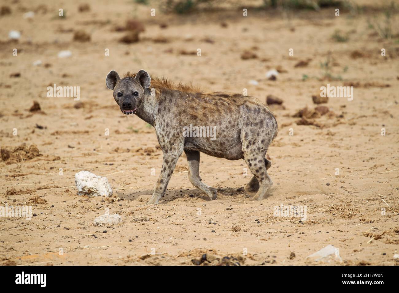 Hyena at Etosha National Park in Namibia Stock Photo - Alamy