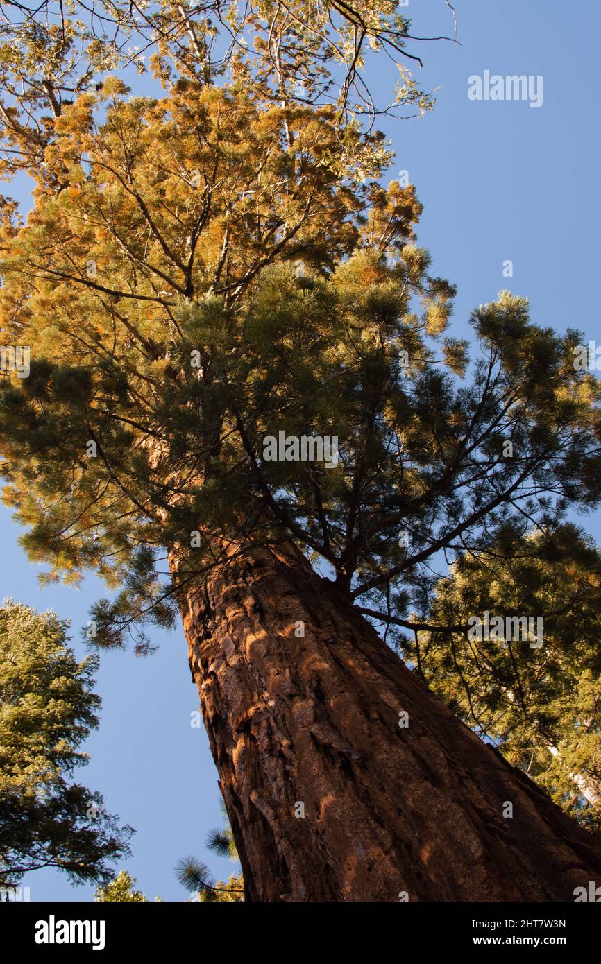 Autumnal natural landscape from Yosemite National Park, California ...