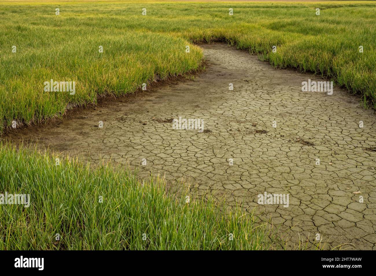 Dry Pond in A Sea of Thick Grass in Hayden Valley of Yellowstone Stock ...