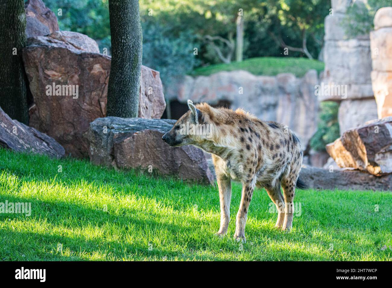 Hyena detail portrait. Spotted hyena Crocuta crocuta angry animal near ...