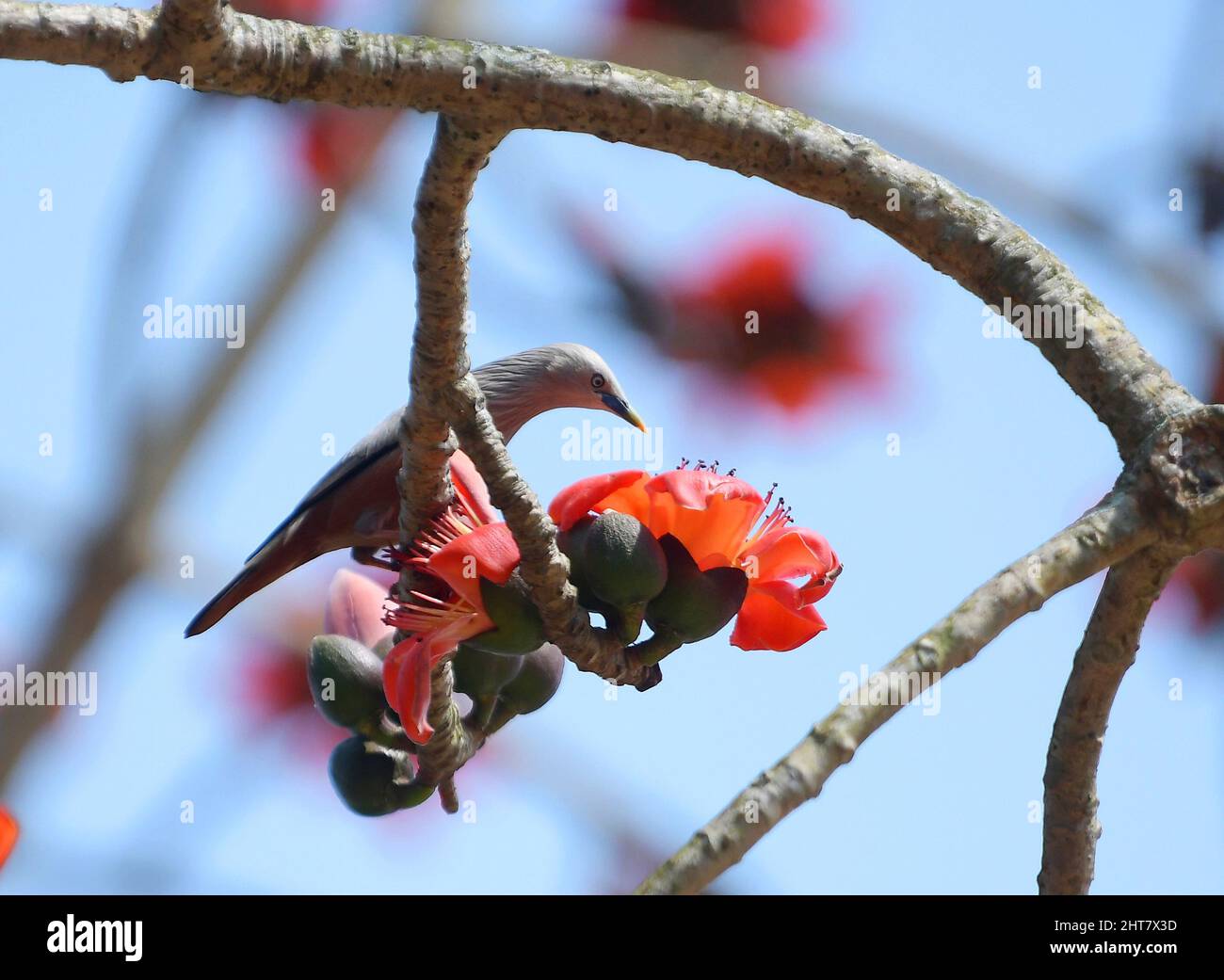 A bird collects nectar from flowers on trees. Agartala. Tripura, India ...