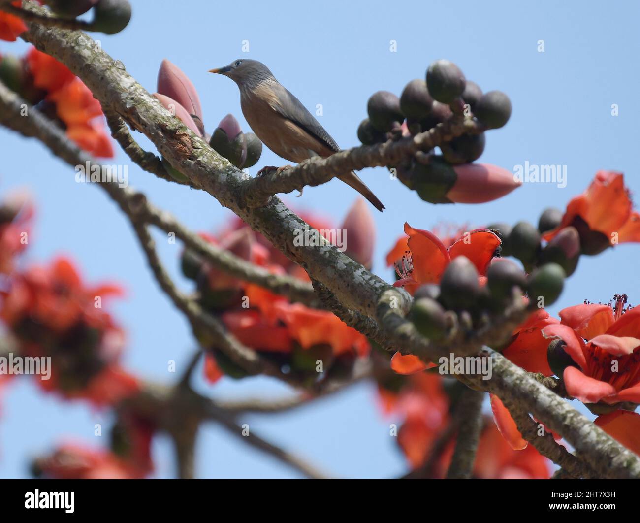 A bird collects nectar from flowers on trees. Agartala. Tripura, India ...