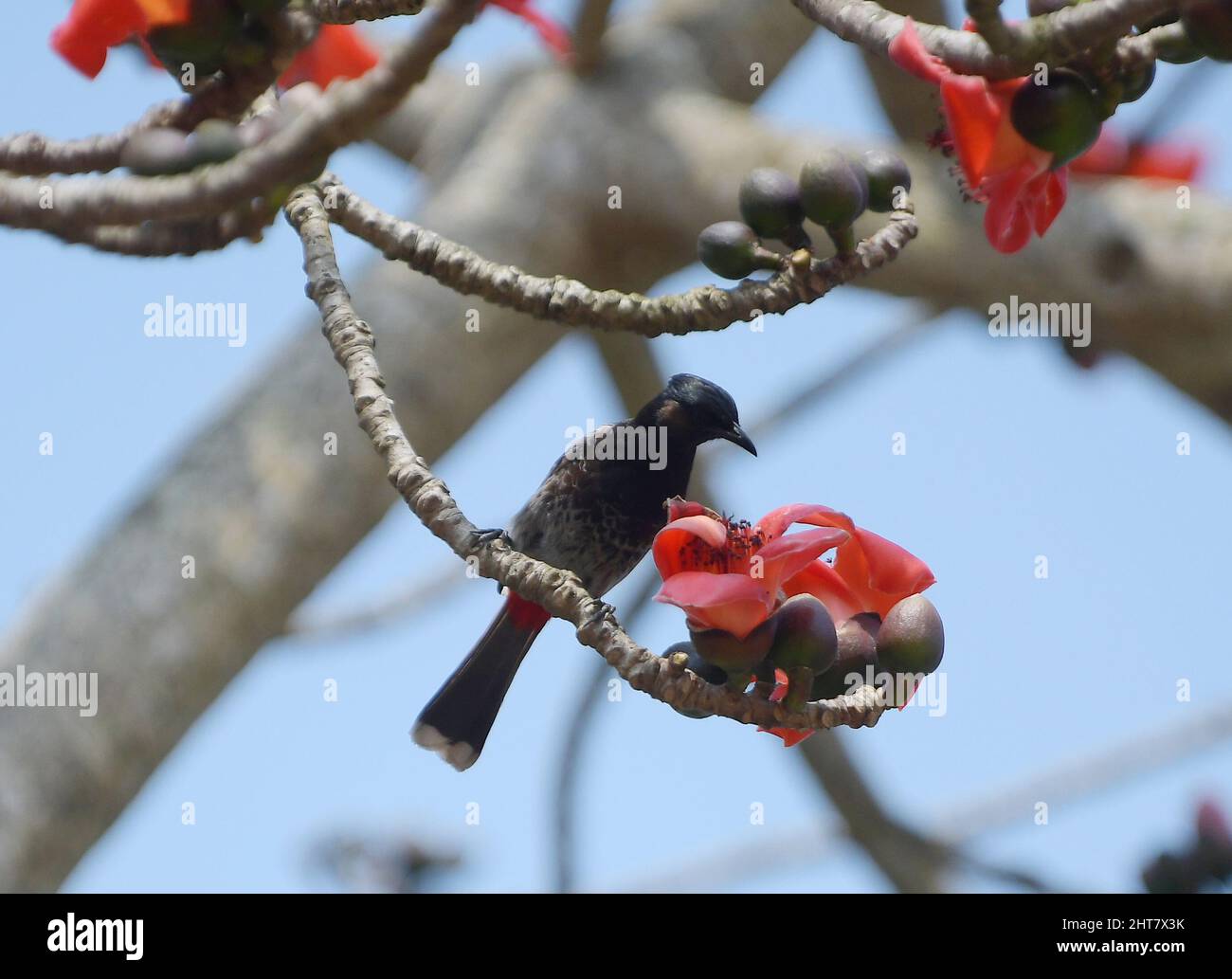 A bird collects nectar from flowers on trees. Agartala. Tripura, India ...