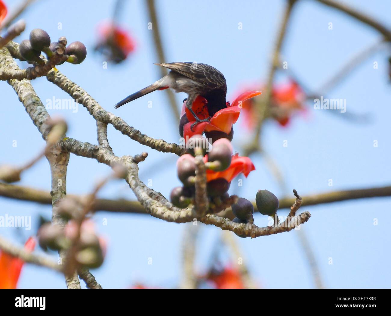 Nectar collecting birds hi-res stock photography and images - Alamy