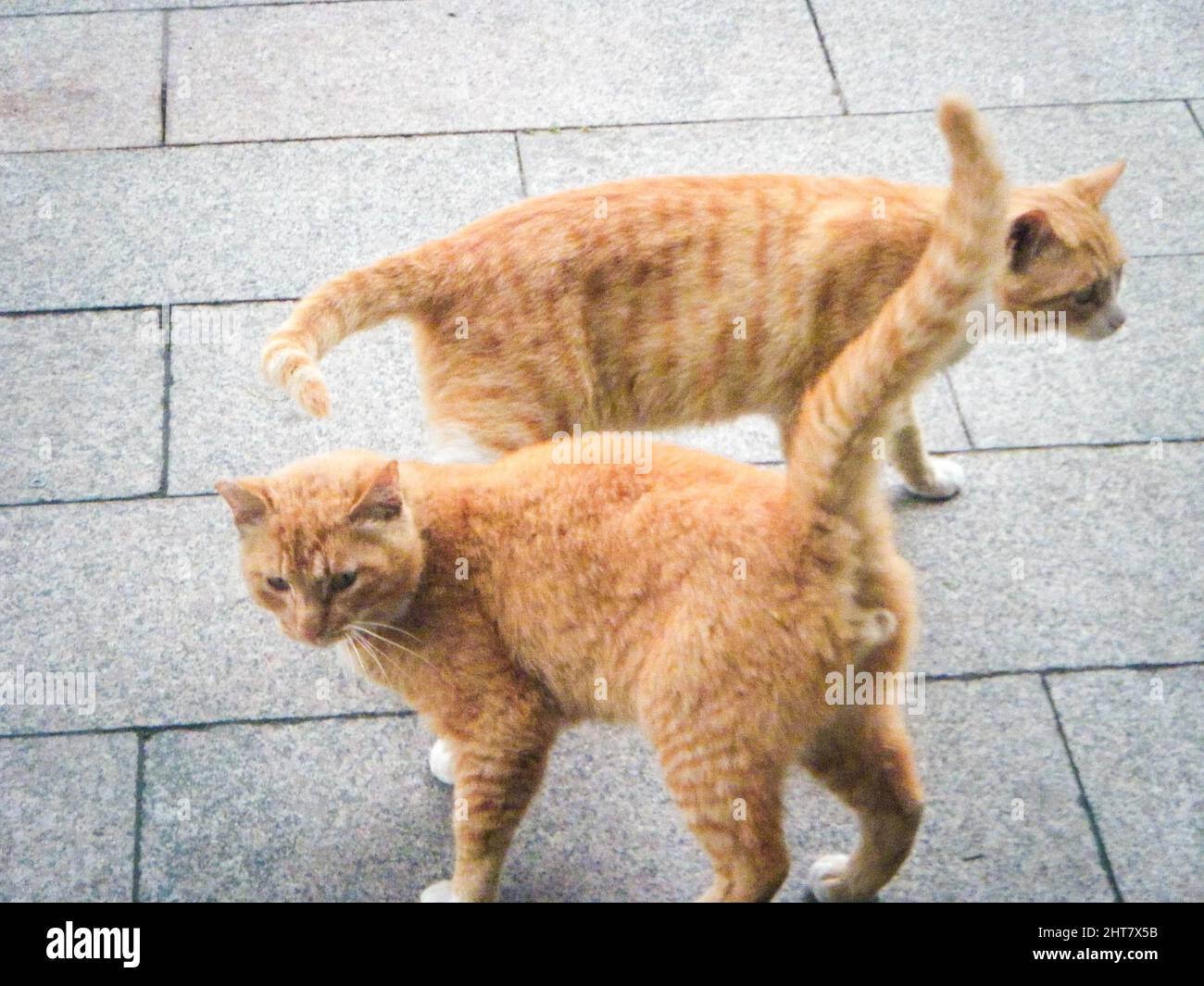 Kitties in red hi-res stock photography and images - Alamy