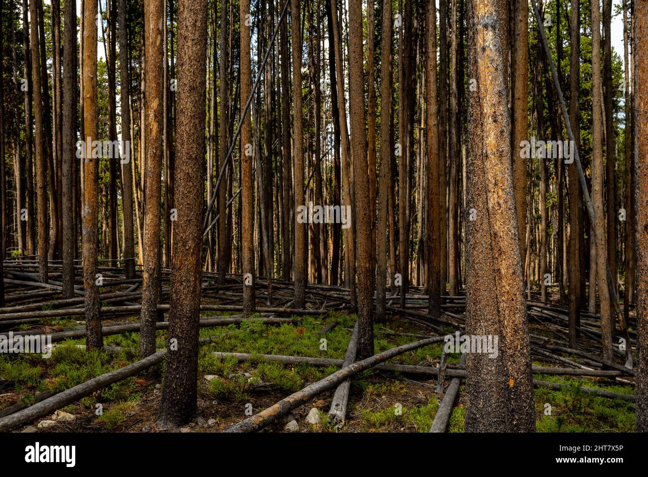 Fallen Trees Litter for Forest Floor in Yellowstone National Park Stock ...