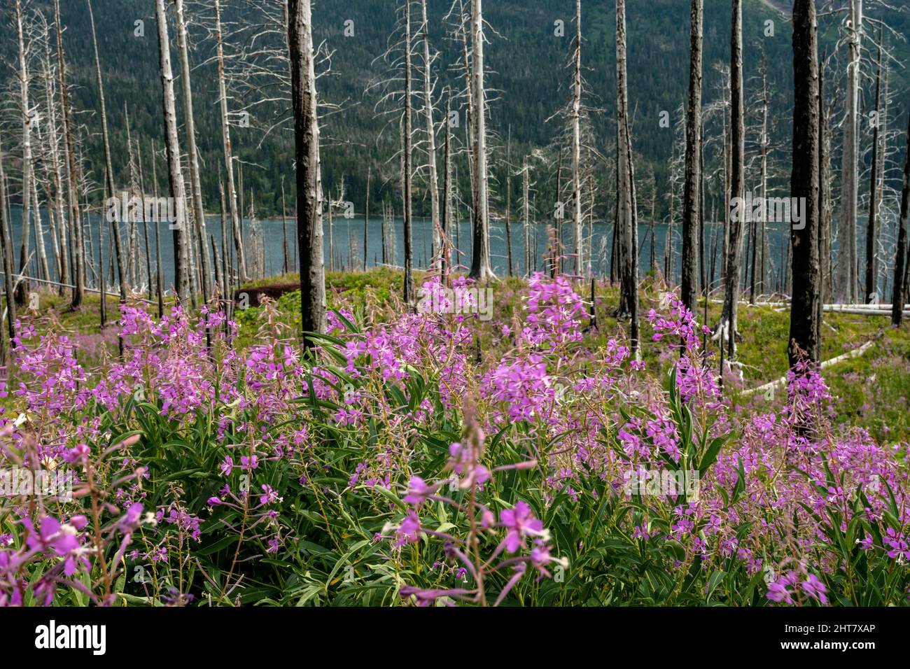 Fireweed Grows At The Base of Burned Trees On The Short of St Marys ...