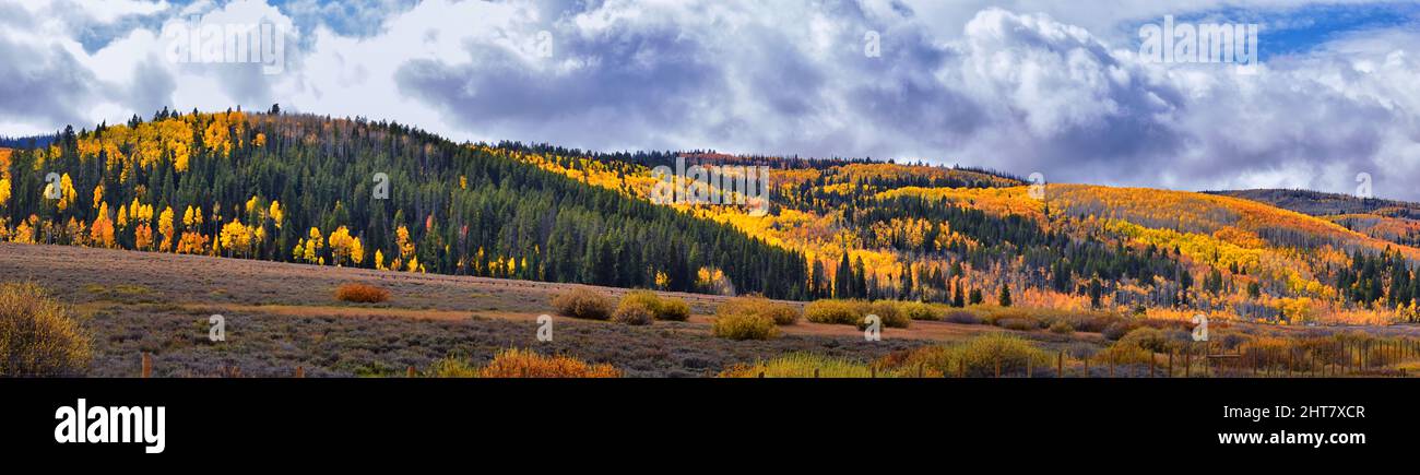 Daniels Summit autumn quaking aspen leaves by Strawberry Reservoir in ...