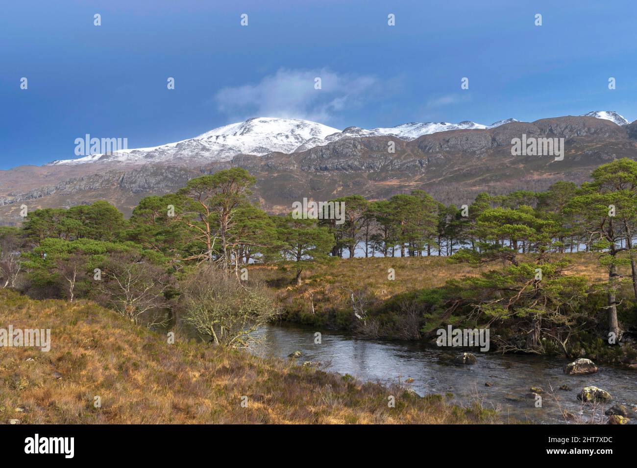 LOCH MAREE KINLOCHEWE SCOTLAND A FOREST OF CALEDONIAN PINE TREES Pinus ...