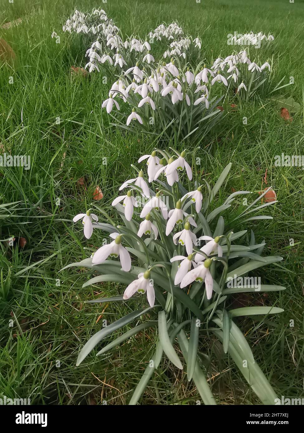 Spring background of white young snowdrops and foliage against grass ...