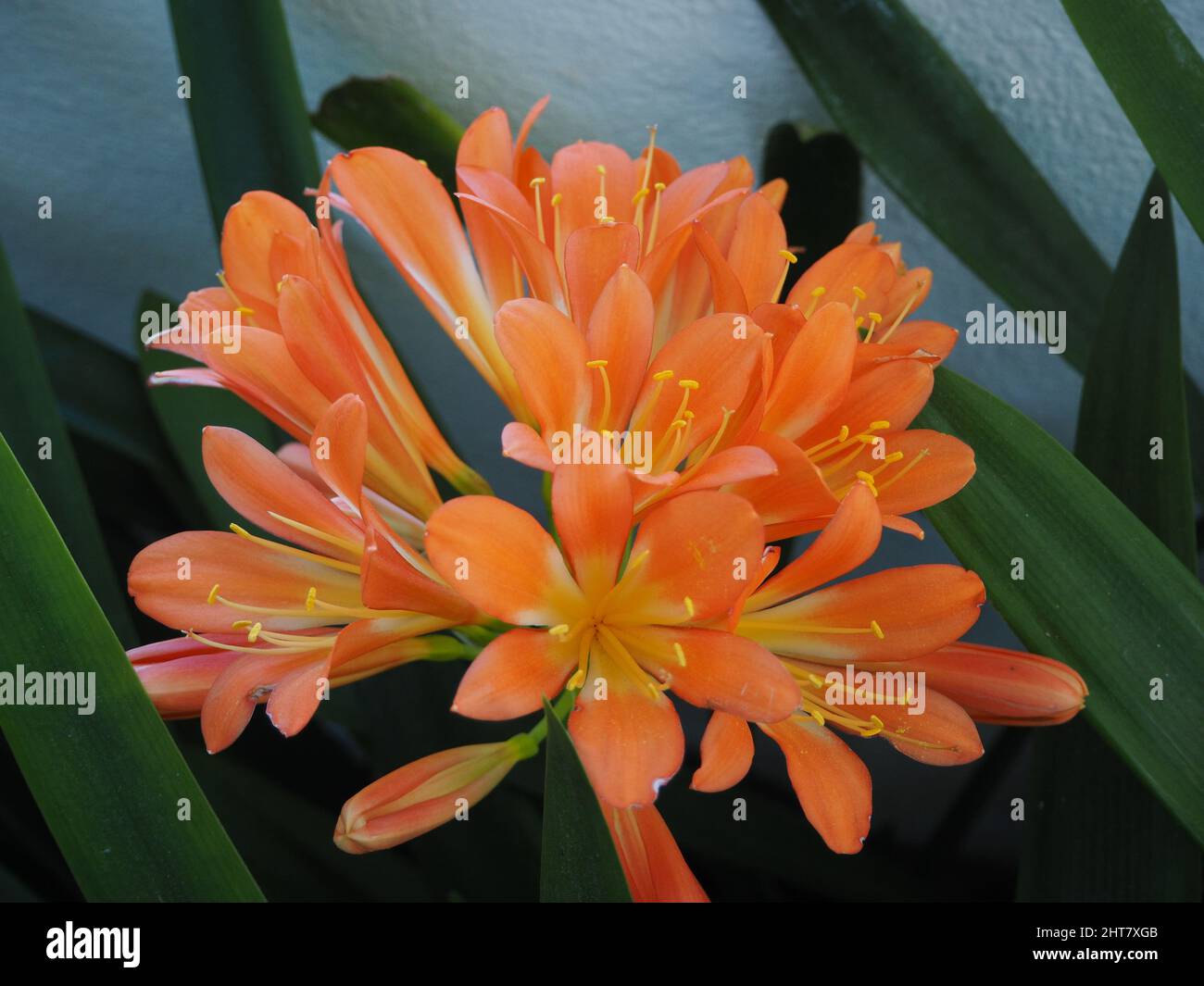 Closeup of beautiful flowers in a garden Stock Photo - Alamy