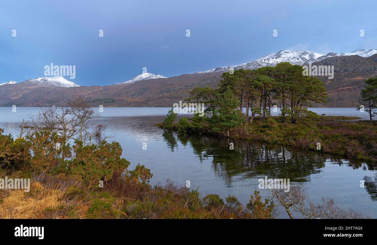 LOCH MAREE KINLOCHEWE SCOTLAND A GROUP OF CALEDONIAN PINE TREES Pinus ...
