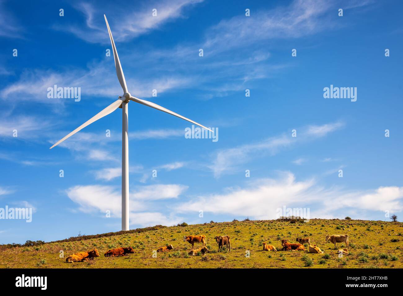 Grazing cows under the wind turbines on a beautiful blue sky with ...