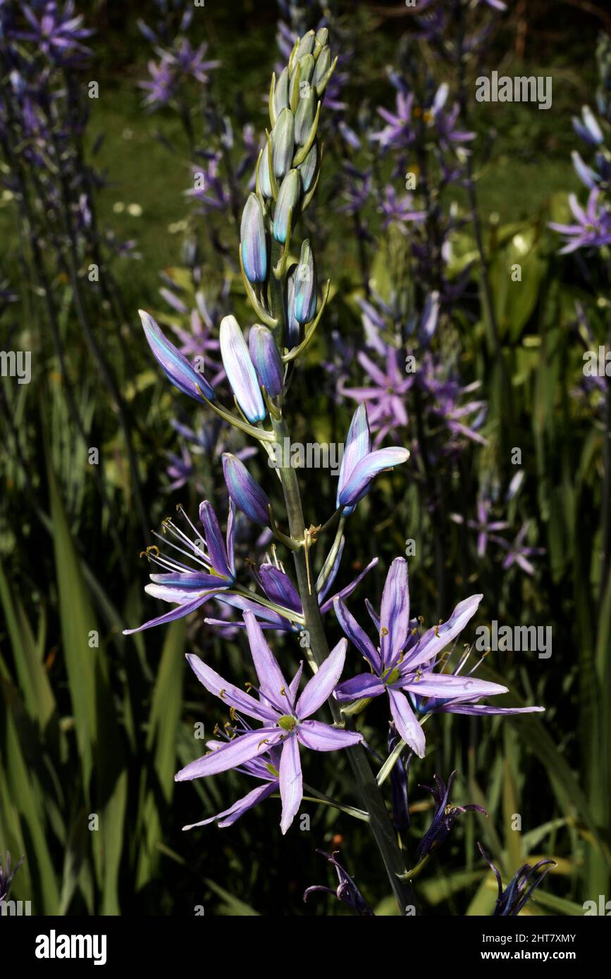 Camassia leichtlinii (great camas) is native to western North America ...