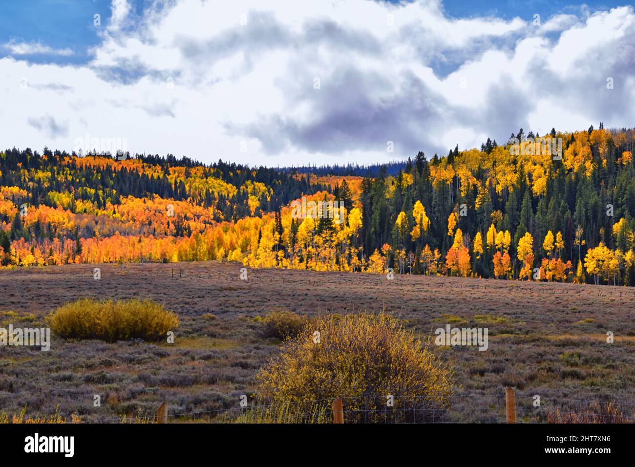 Daniels Summit autumn quaking aspen leaves by Strawberry Reservoir in ...