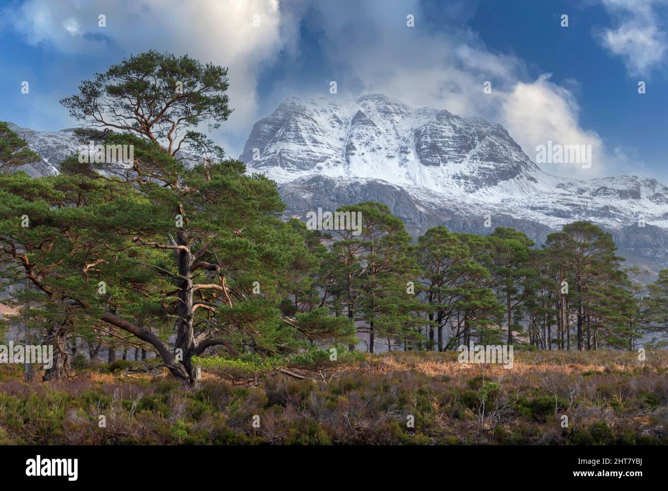 SLIOCH MOUNTAIN LOCH MAREE KINLOCHEWE SCOTLAND GROUP OF CALEDONIAN PINE ...