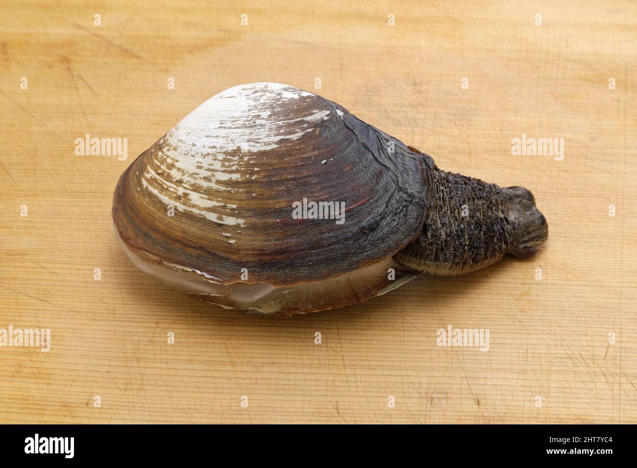Mirugai(Japanese horse clam) is a high class ingredient used in sushi ...
